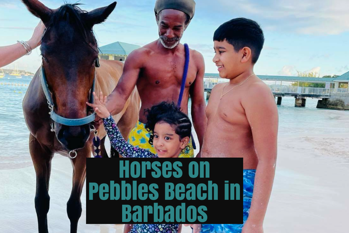 A Unique Encounter: Horses on Pebbles Beach in Barbados - Bits Of The ...